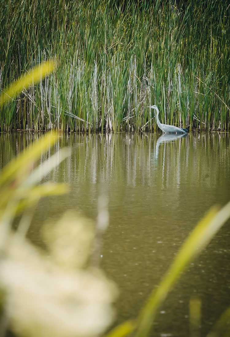 19 schöne Seen in Nürnberg und Umgebung