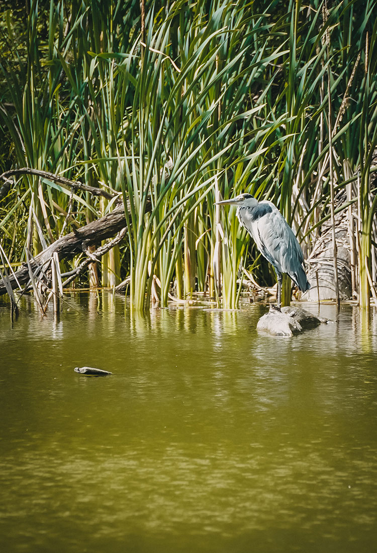 19 schöne Seen in Nürnberg und Umgebung